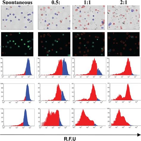 Determination Of Target Cell Lysis By Image Cytometry The Figure Shows