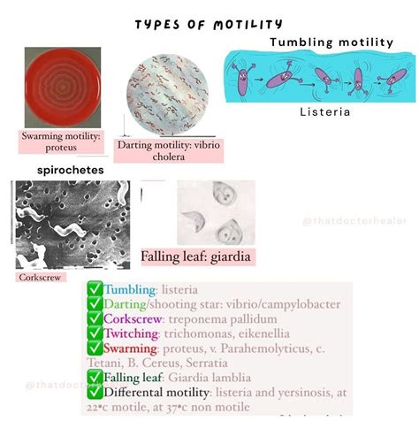 Types Of Motility Medizzy