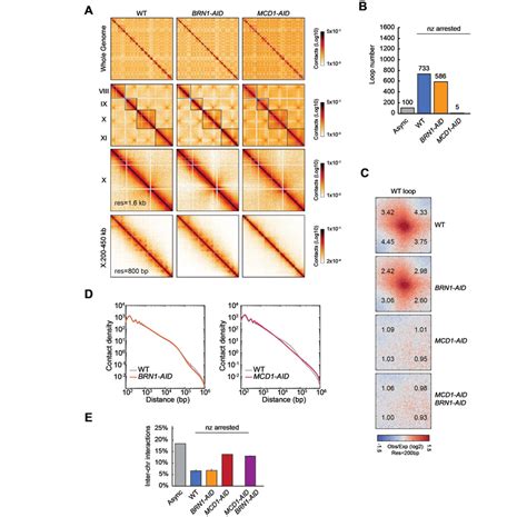 Figure Supplement 1 Mitotic Loops Are Cohesin Dependent A The Download Scientific Diagram