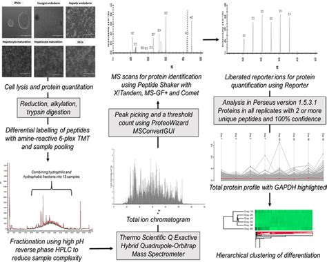 The Experimental Workflow From Sample Collection To Analysis Whole Download Scientific Diagram