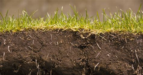 Дерновая земля — Ботаничка