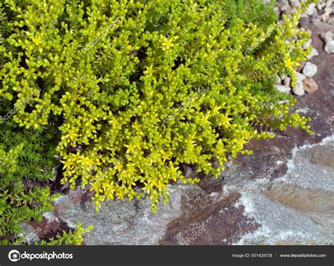 Sedum Sexangulare
