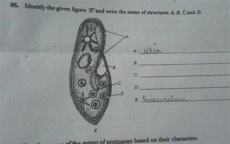 66 identify the given figure x and write the name of structures a b