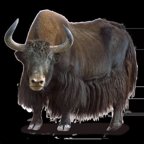 Funny Jokes About Yak Teal Smiles