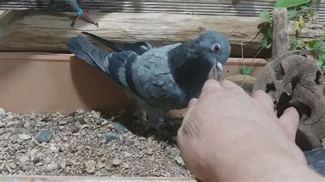 가짜 알을 품고 있는 수컷 비둘기 암컷 비둘기와 새끼 비둘기의 놀이 공간에 Youtube