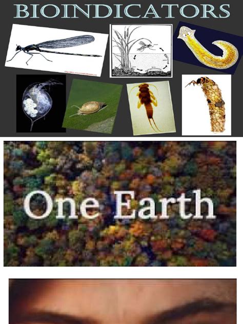 Bioindicators F Pdf Natural Environment Environmental Science