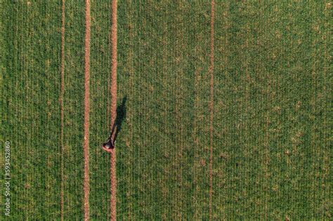 Farmer Using Remote Controller To Fly The Agricultural Drone And Observe The Cultivated Wheat