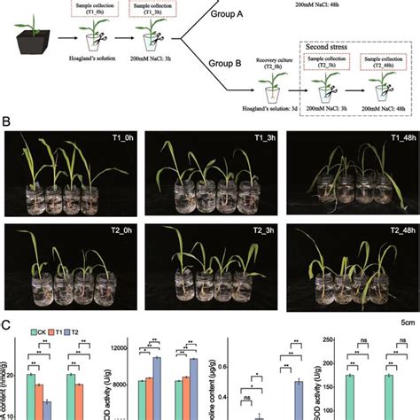 Morphological And Physiological Characteristics Of Maize In Response To