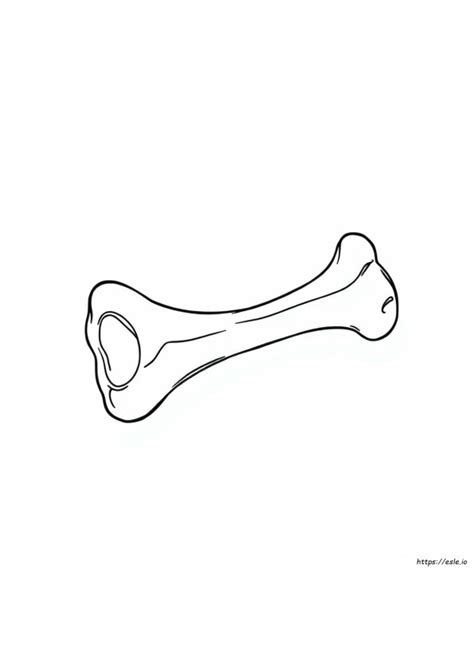 Anatomy Of A Bone Coloring Answers