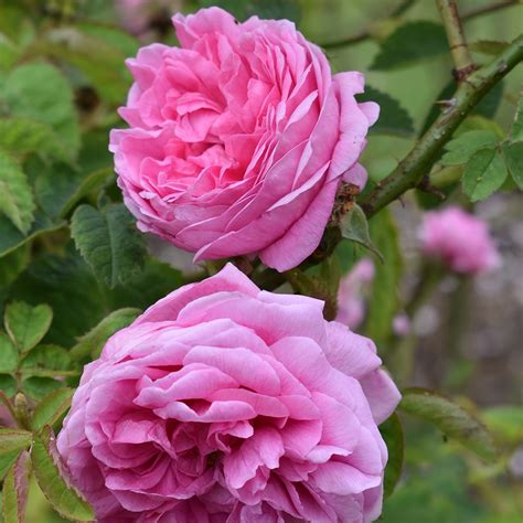 Buy rose (syn. Chapeau de Napoleon) (shrub) Rosa × centifolia 'Cristata ...