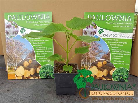 Paulownia Pao Tong Z07 Oxytree Paulownia Tomentosa x Fortunei x ...