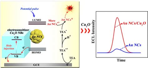 High Efficient Electrochemiluminescence Of Au Nanoclusters Induced By
