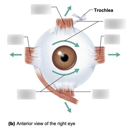 Anterior Eye Muscle Right Eye Diagram Quizlet