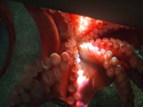Giant Pacific Octopus Enteroctopus Dofleini P4181541 Flickr