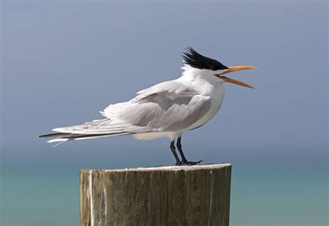 Royal Tern Thalasseus Maximus Atlantic And Pacific Coasts Royal