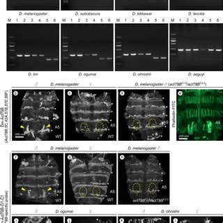 Species Differences In Sex Biased Expression Of Act B An MOL Enriched Download Scientific