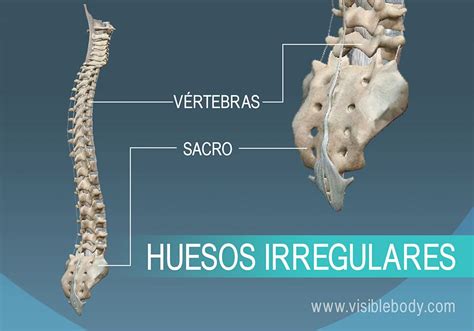Ciencias Interactivas 20 ClasificaciÓn De Los Huesos