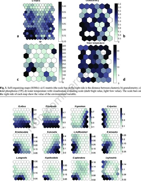 Self Organising Maps Soms Of The 12 Species With The Highest Download Scientific Diagram