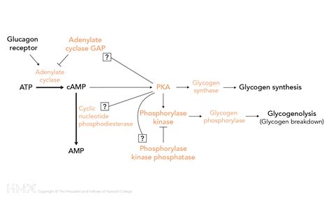Which Of The Following Is An Example Of Studyx