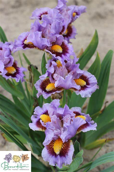 🌸⚡️nouveautes Bourdillon Iris Pivoines Hemerocalles Facebook 🌸⚡️nouveautes Bourdillon Iris Pivoines Hemerocalles Facebook