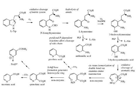 biosynthesis some alkaloids piperine indole isolasi and identifikasi