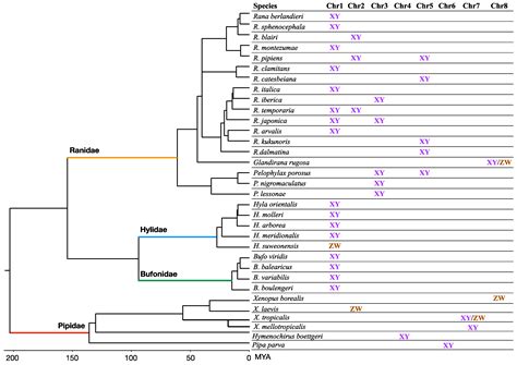 The Diversity And Evolution Of Sex Chromosomes In Frogs