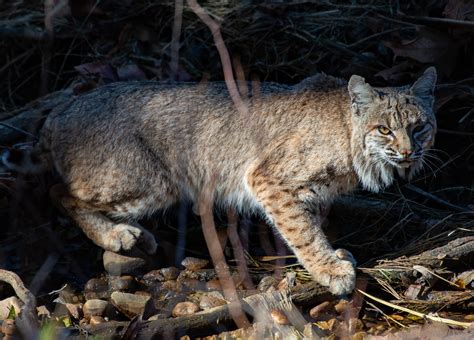 Bobcat Vs Lynx