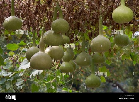Fresh Bottle Gourd Calabash Ornamental Gourd Farm In The Harvest