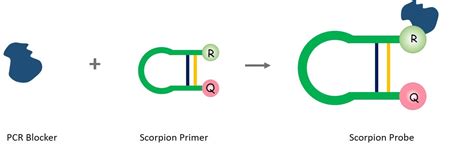 Scorpion Probe Rna Boc Sciences
