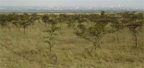 2 Edaphic Wooded Grassland With Acacia Drepanolobium In Nairobi