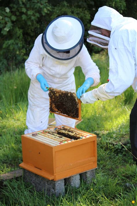 Afbi Scientists Detect Bee Disease On North Coast Agri Food And Biosciences Institute