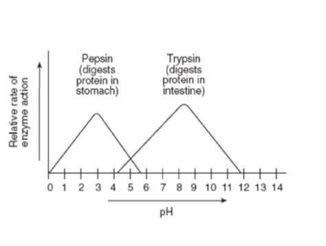 Enzyme Chart Keski