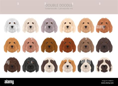 Double Doodle Clipart Labradoodle Goldendoodle Mix Different Coat Colors Set Vector