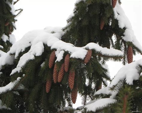 Елка в лесу15 (Множество фото) - treepics.ru