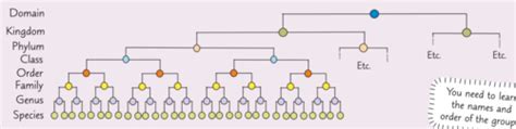 Species And Taxonomy Flashcards Quizlet