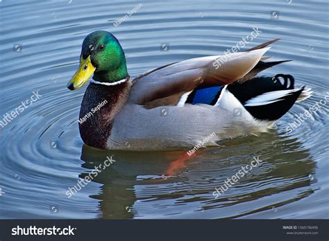 Male Mallard Duck Pictures
