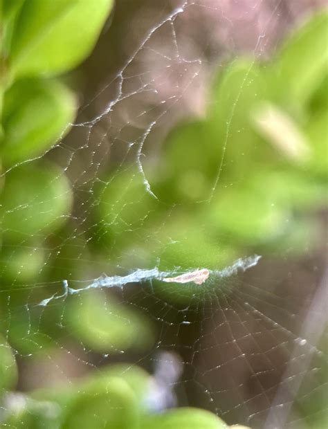 Hackled Orb Weaver Uloboridae Southern Az Usa Rspiders