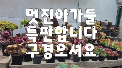 가정에달5월 특가판매멋진 군생들에어니옴속 아이들 특가판매합니다 Youtube