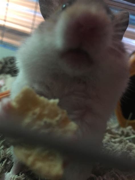 Meet My Lil Girl Sunny Ft Banana Chip R Hamsters