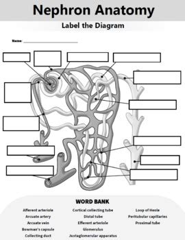The Nephron Worksheet