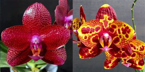 Гибридная орхидея Phal Mituo Sun King X Gw Green World