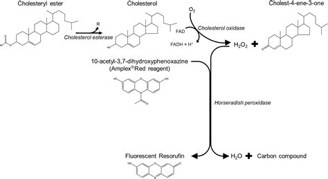 The Importance Of Choosing The Appropriate Cholesterol Quantification