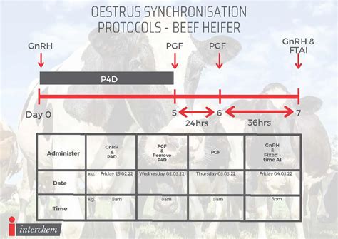 Synchronization Protocols From Our Breeding Webinar Getting Cows In Calf
