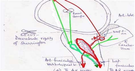 Physiology Physics Woven Fine Controlling The Spindle Servo Arm