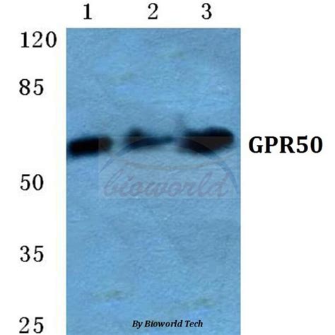 Anti Gpr50 Antibody A27998