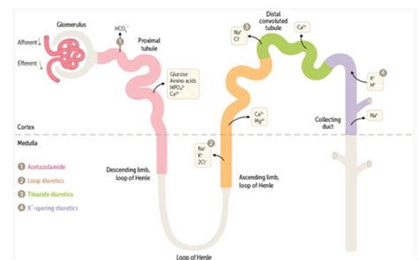 Diuretics Flashcards Quizlet