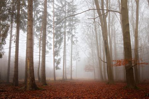 가을 가을의 가지 갈색 잎 경치 경치가 좋은 계절 고요한 광야 나무 나무가 우거진 지역 나뭇잎 낙엽 떨어지다 매혹적인 미스터리한 박무 부드러운