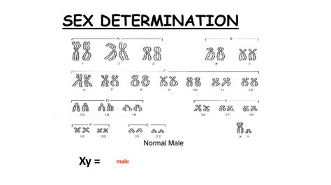 item 52 exceptions to the rule ppt download