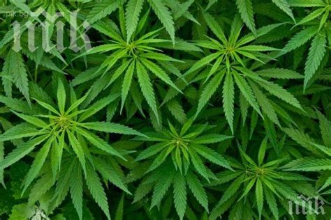 Четирима души в болница яли домашен сладкиш с канабис Информационна