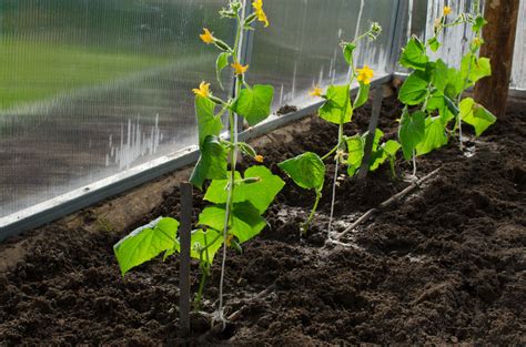 Как ухаживать за огурцами в теплице